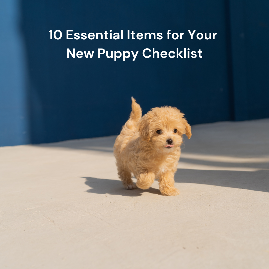 10 Essential Items for Your New Puppy Checklist – Flinders Pet