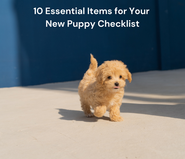 10 Essential Items for Your New Puppy Checklist – Flinders Pet