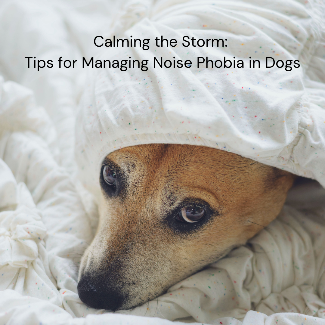 Calming the Storm: Tips for Managing Noise Phobia in Dogs – Flinders Pet