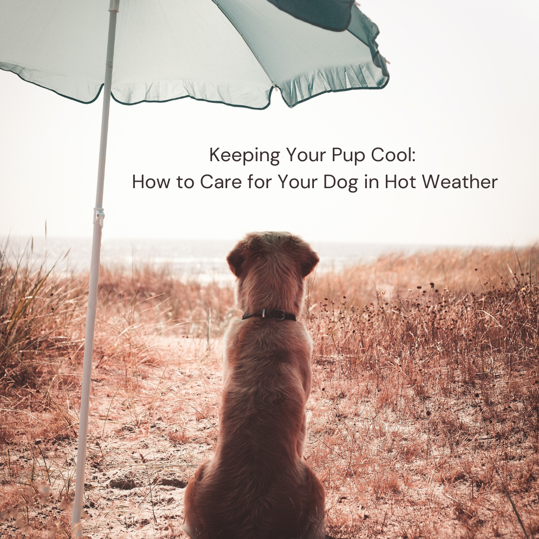 Keeping Your Pup Cool: How to Care for Your Dog in Hot Weather ...