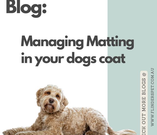 Managing Matting in Your Dog's Coat: A Comprehensive Guide – Flinders Pet